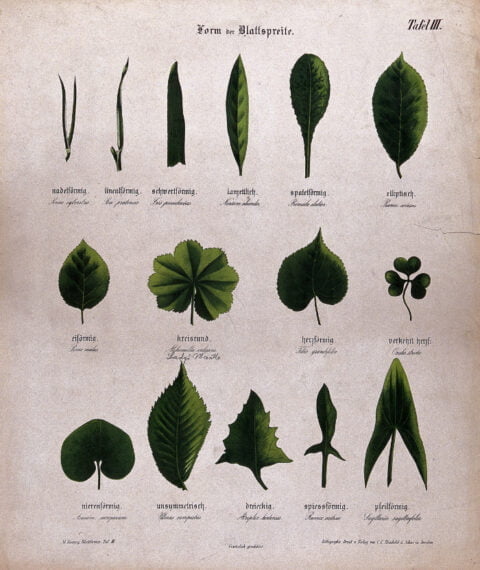 Plant Descriptions | Crosby Holme Grown