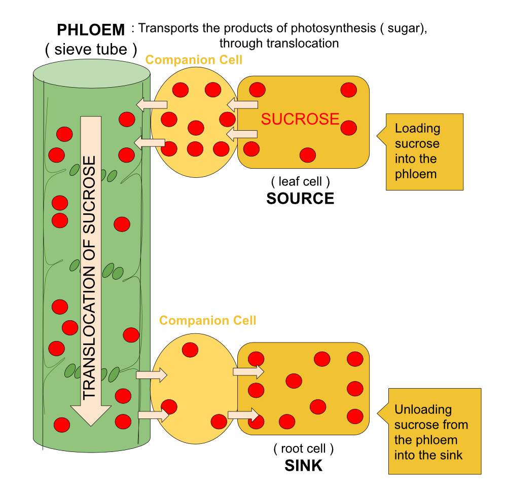 Botany Two – Roots | Crosby Holme Grown