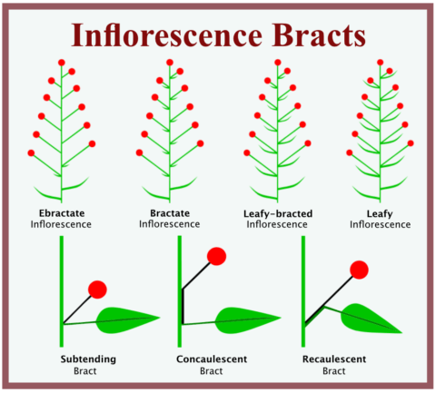 Botany Five – Inflorescences | Crosby Holme Grown